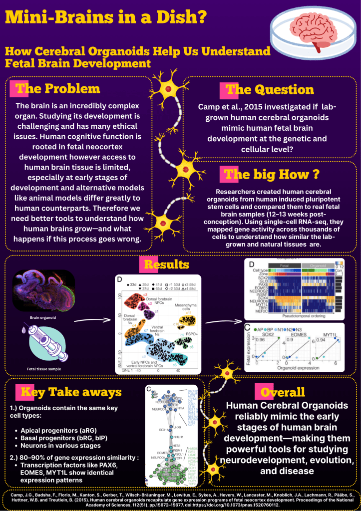 Mini-Brains in a Dish? – Health Science Reviews