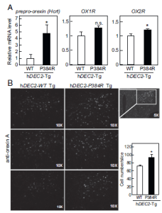 WANT TO BE MORE PRODUCTIVE? TRY THE DEC2 GENE MUTATION – Health Science ...